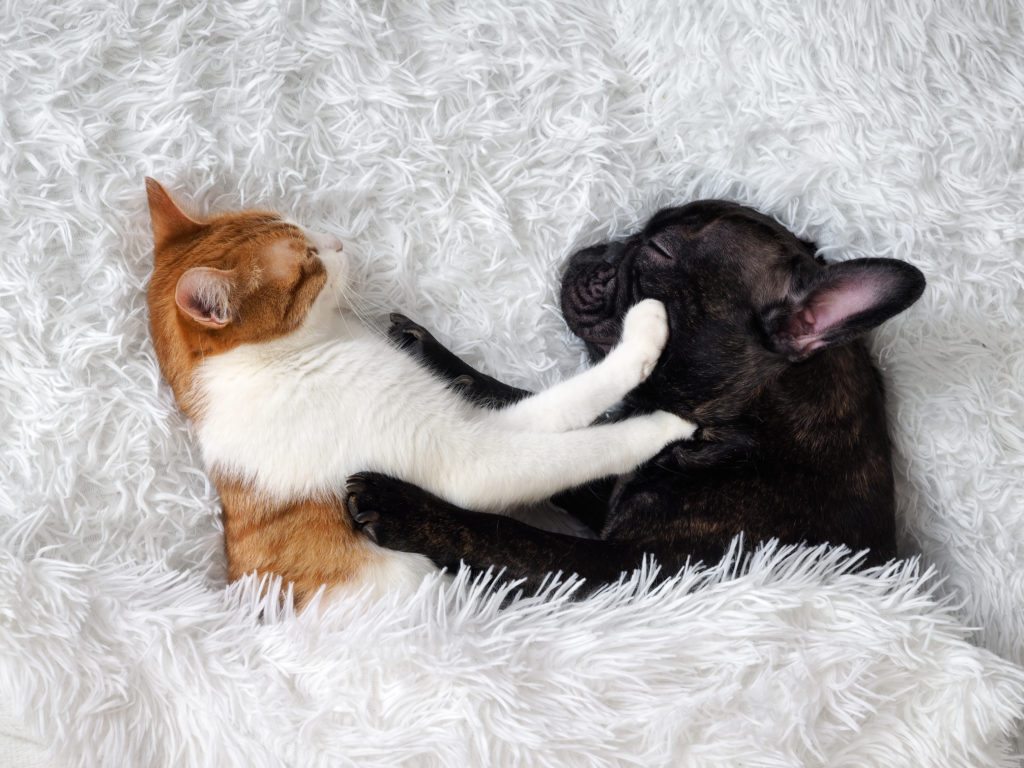 Animal Stress – Behavior and Health - Northgate Animal Hospital